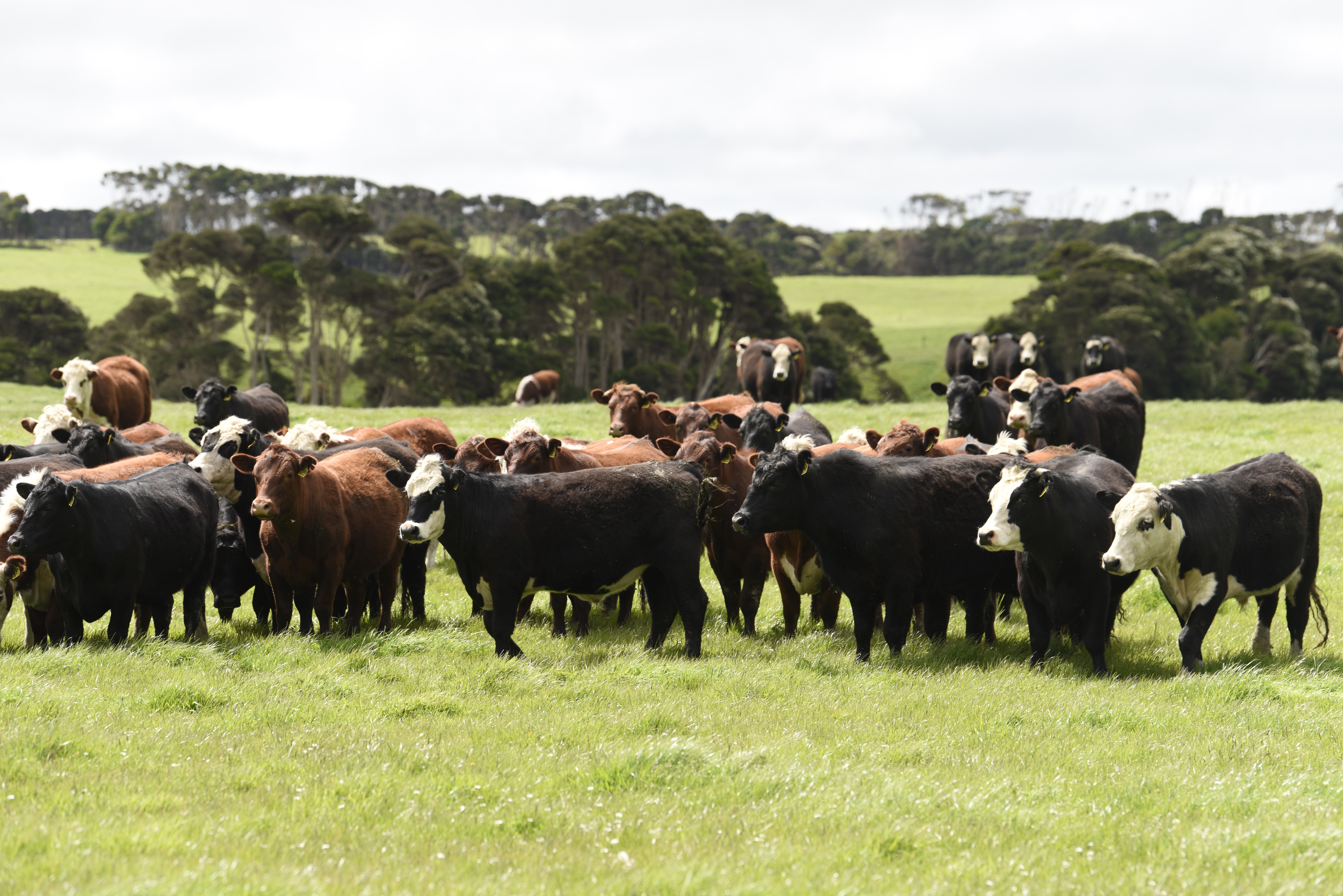 JBS Foods Australia — JBS Foods