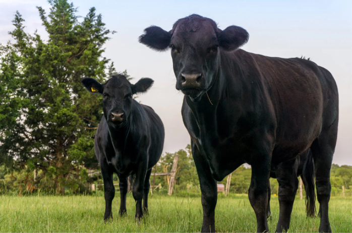 Net Zero — JBS Foods