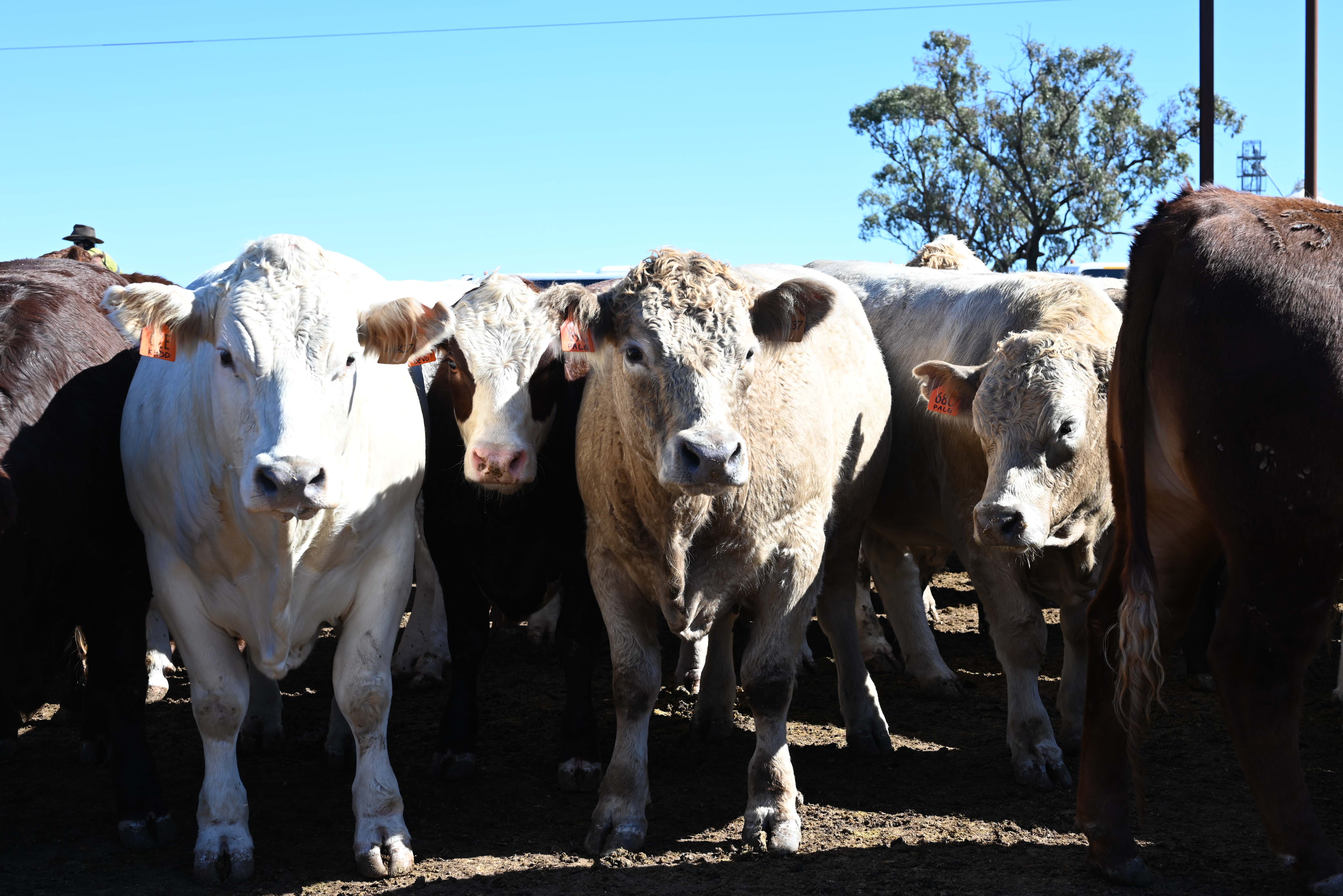 JBS Australia Sponsors Paddock to Palate Competition — JBS Foods